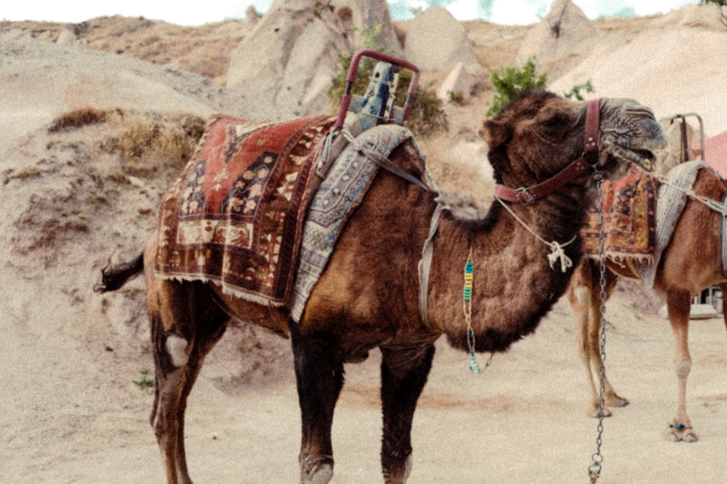 Cappadocia Camel Tour – Sah Saray Cave Suites